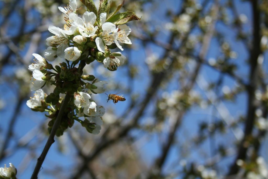 Almond Pollination Services - Outdoor Bee Co.