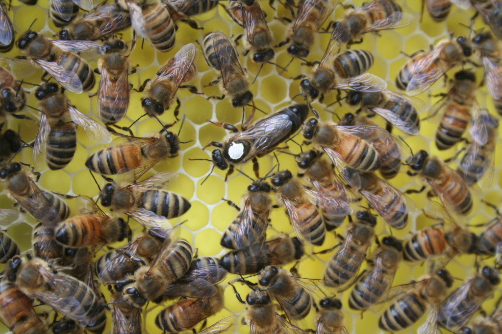 Honey Bee Nucs 2025 - Outdoor Bee Company