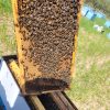 Honey Bee Nucs 2025 - Outdoor Bee Company