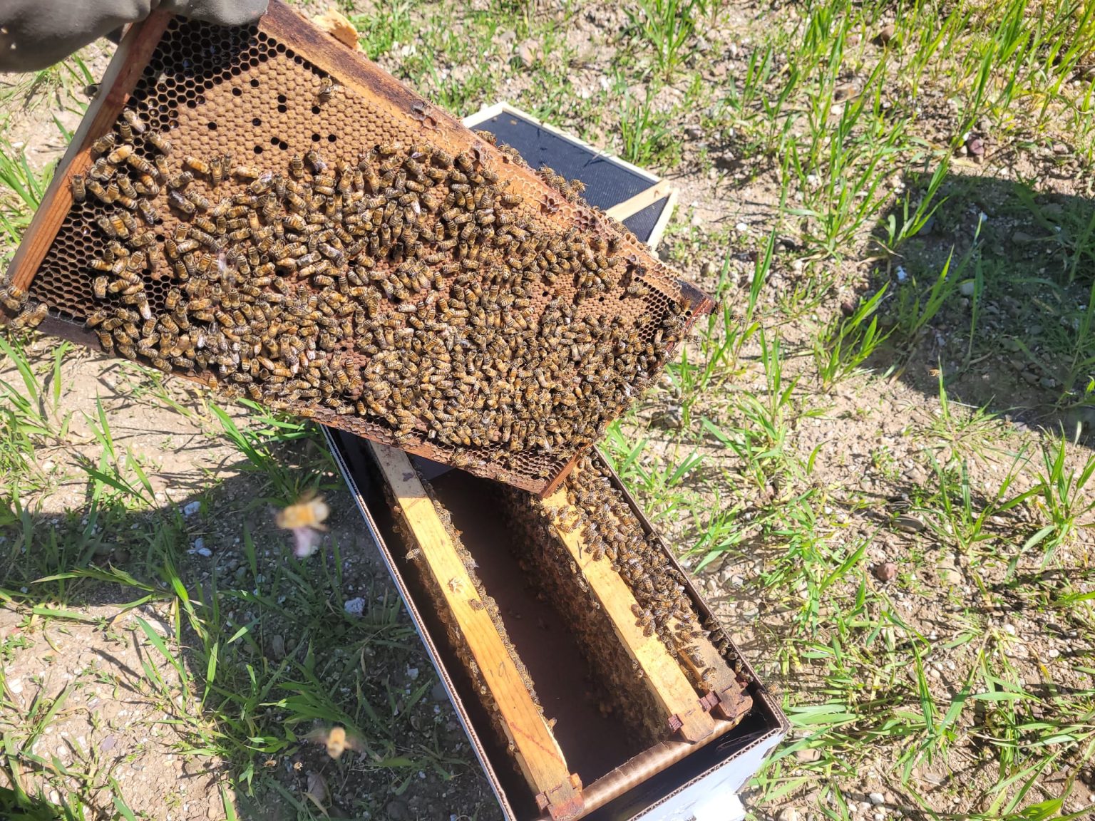 Honey bee Nucs 2022 - Outdoor Bee Company