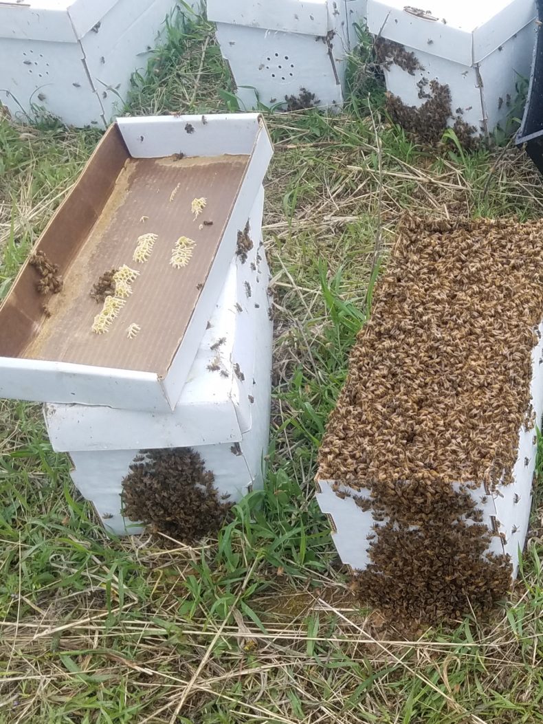 Nucs Archives – Outdoor Bee Company